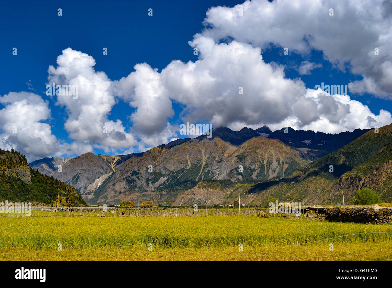Crop fields landscape with mountains in Tibet Stock Photo - Alamy