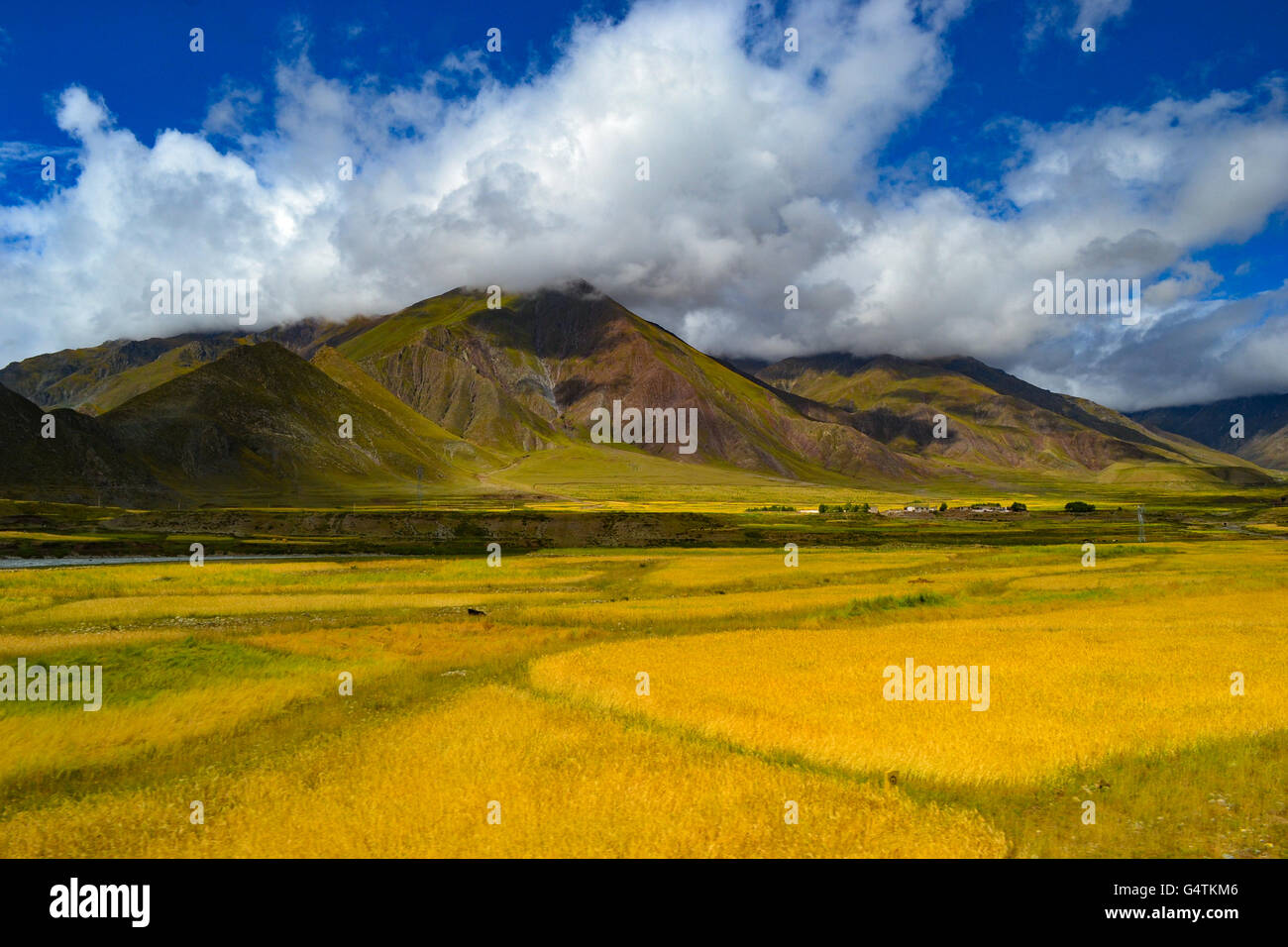 Crop fields landscape with mountains in Tibet Stock Photo - Alamy