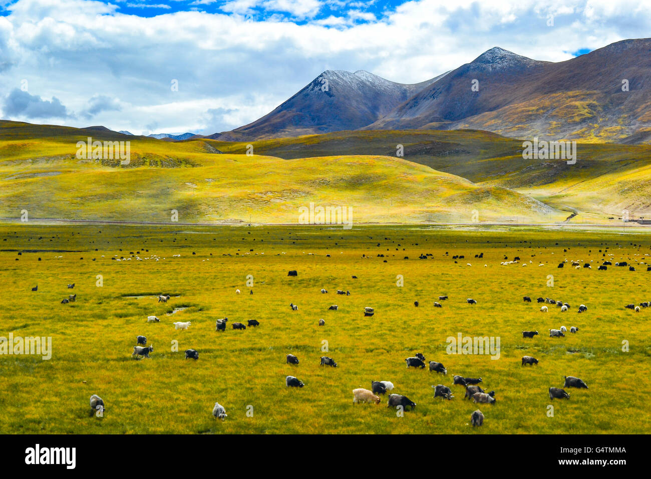 Crop fields landscape with mountains in Tibet Stock Photo - Alamy