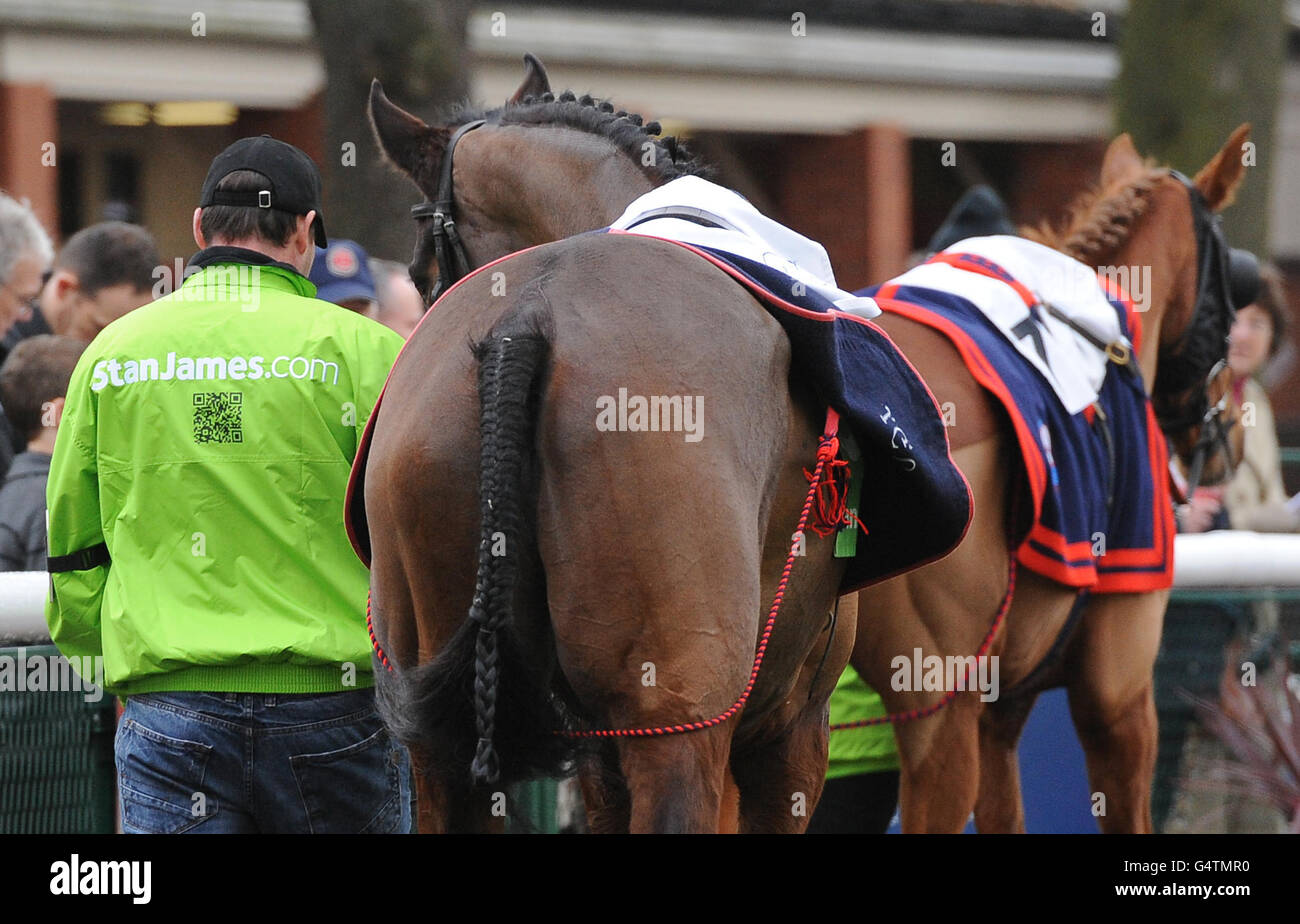 Horses in the parade ring during the Peter Marsh Chase Day at Haydock ...