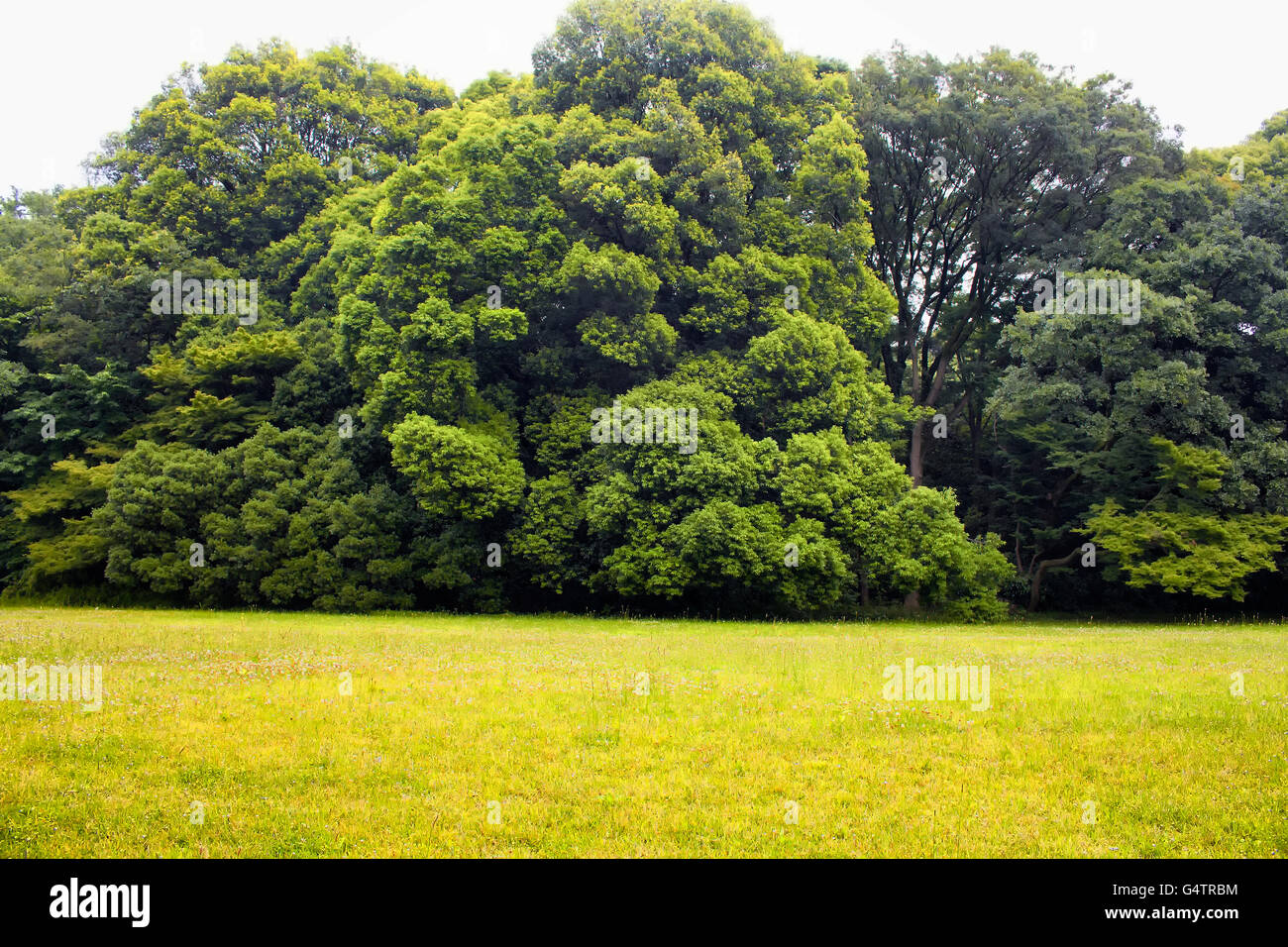 Trees in Yoyogi Park in Tokyo Stock Photo - Alamy