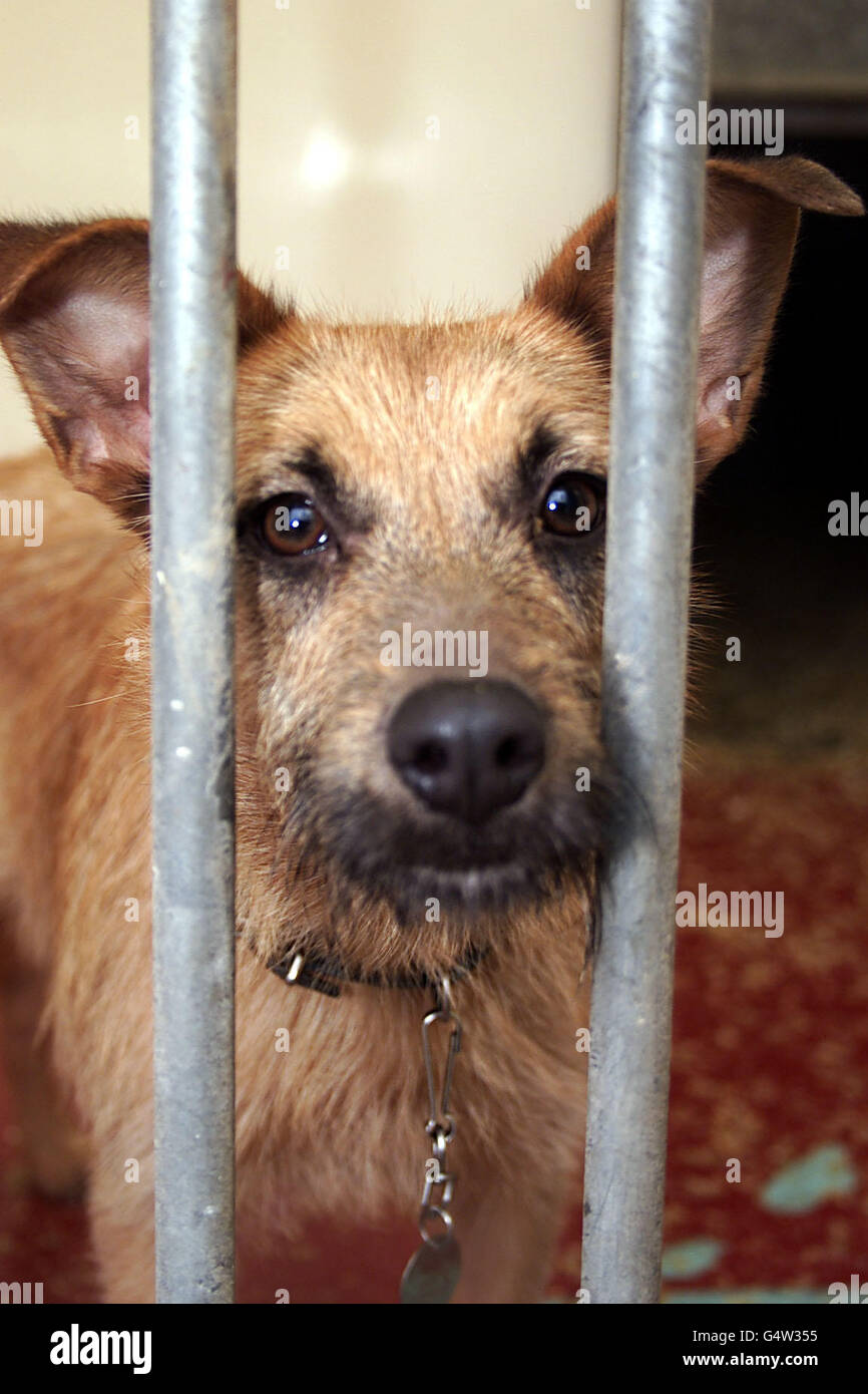 Warrington/ Stray dogs 2 Stock Photo - Alamy