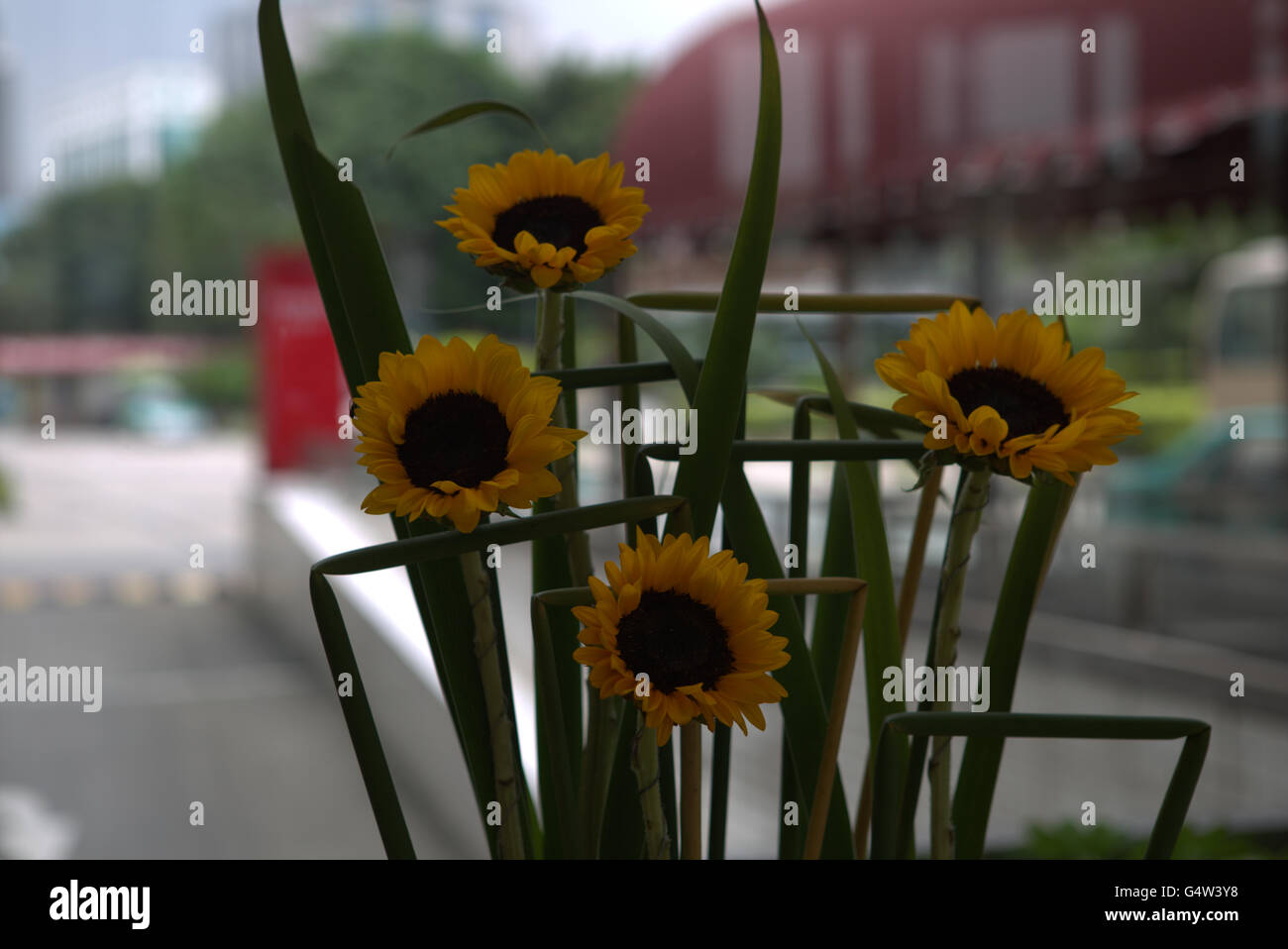 Sunflower china hi-res stock photography and images - Alamy