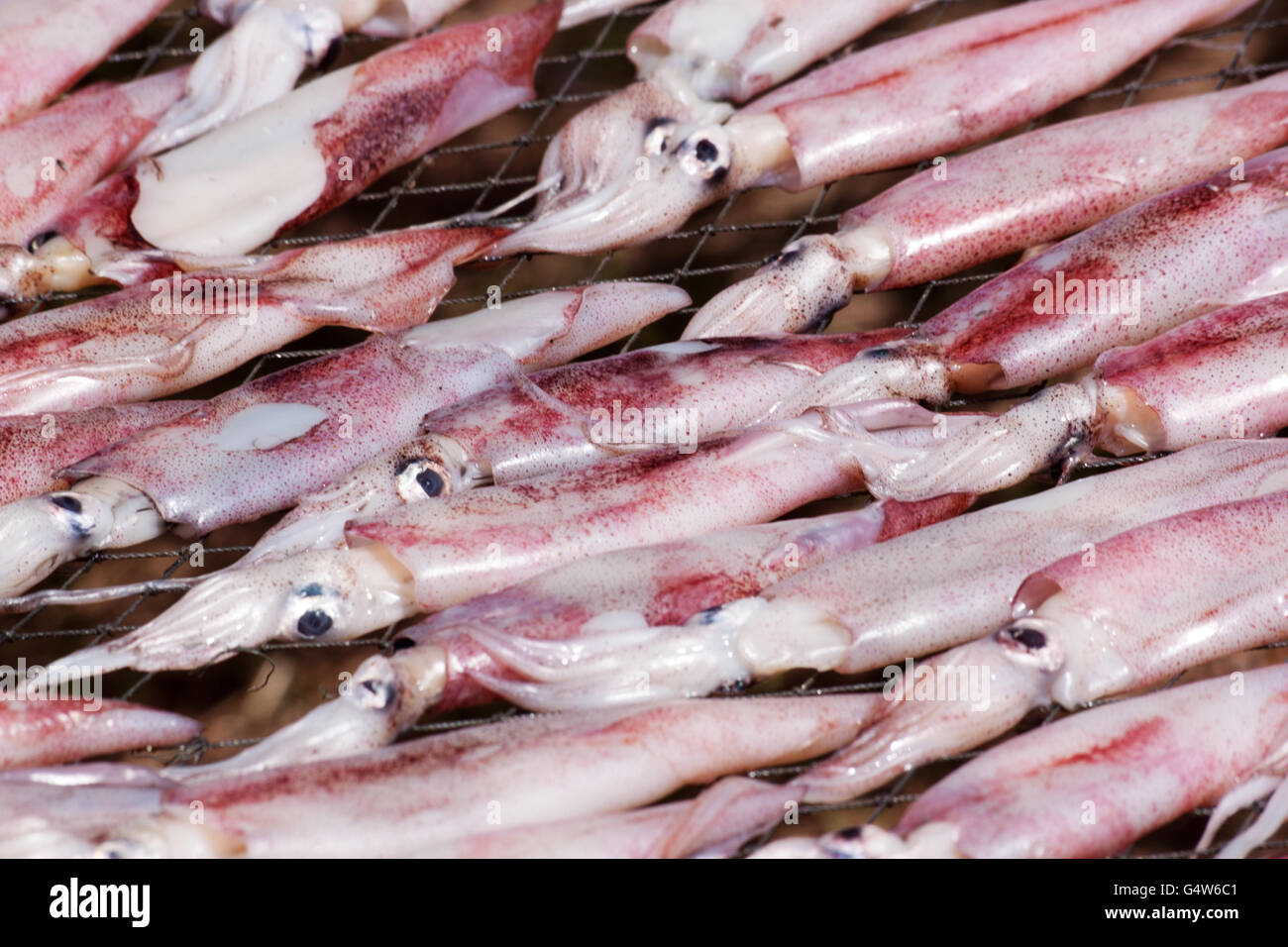 Dried squid with sun. Drying Squid in fishing village in Thailand Stock ...