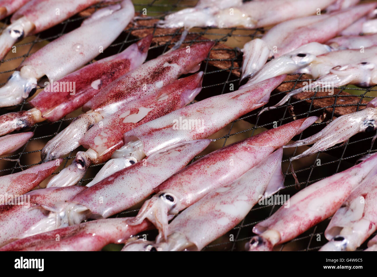 Dried squid with sun. Drying Squid in fishing village in Thailand Stock ...