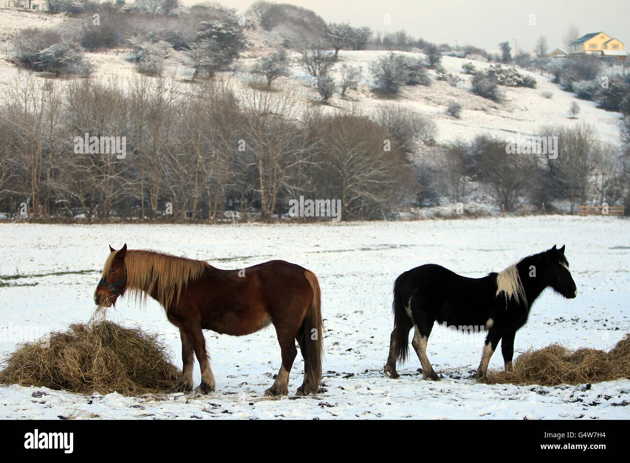 Horses feed in the snow in a field in Merthyr Tydfil Stock Photo - Alamy