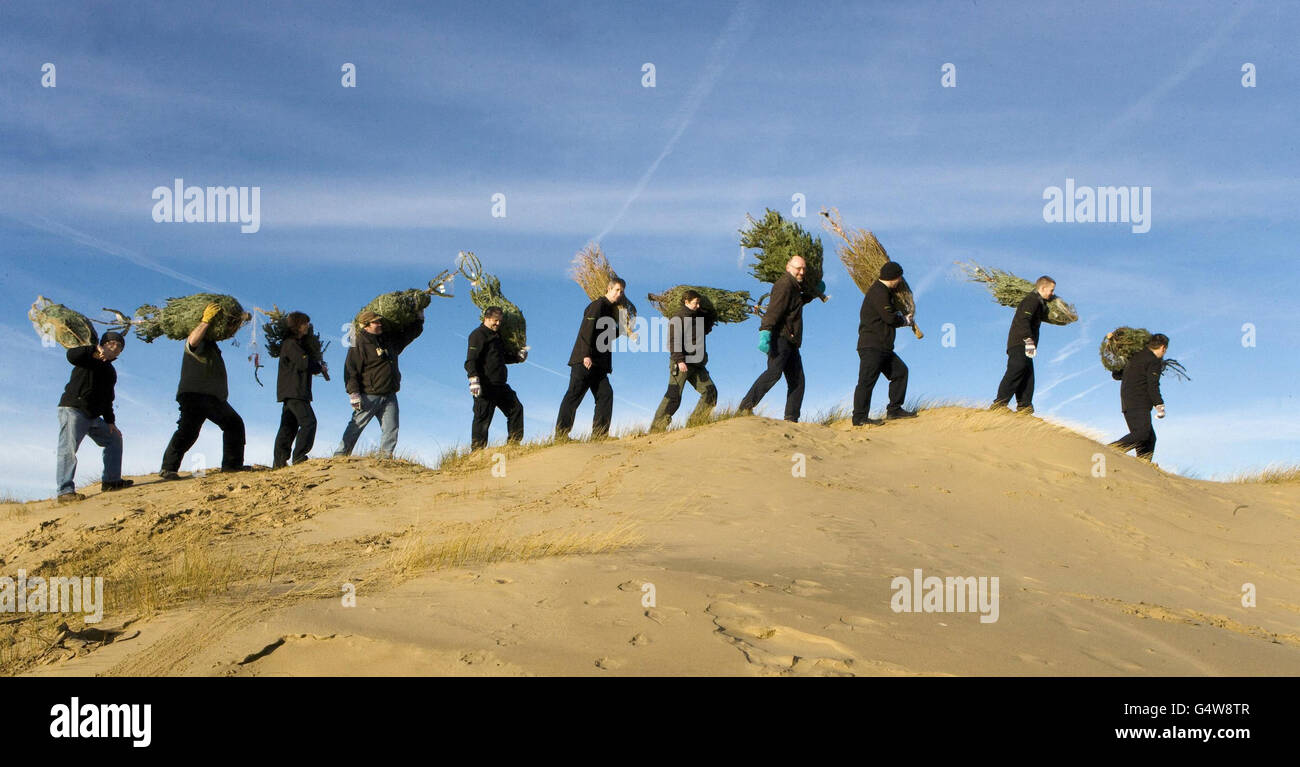 Donated Christmas trees to fight erosion Stock Photo - Alamy