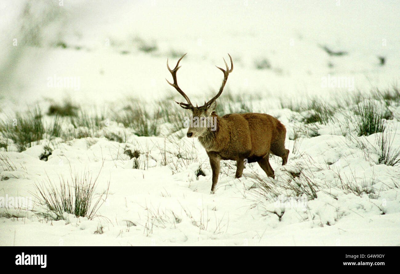 A young stag makes its way through a blanket of snow near Amulree in ...