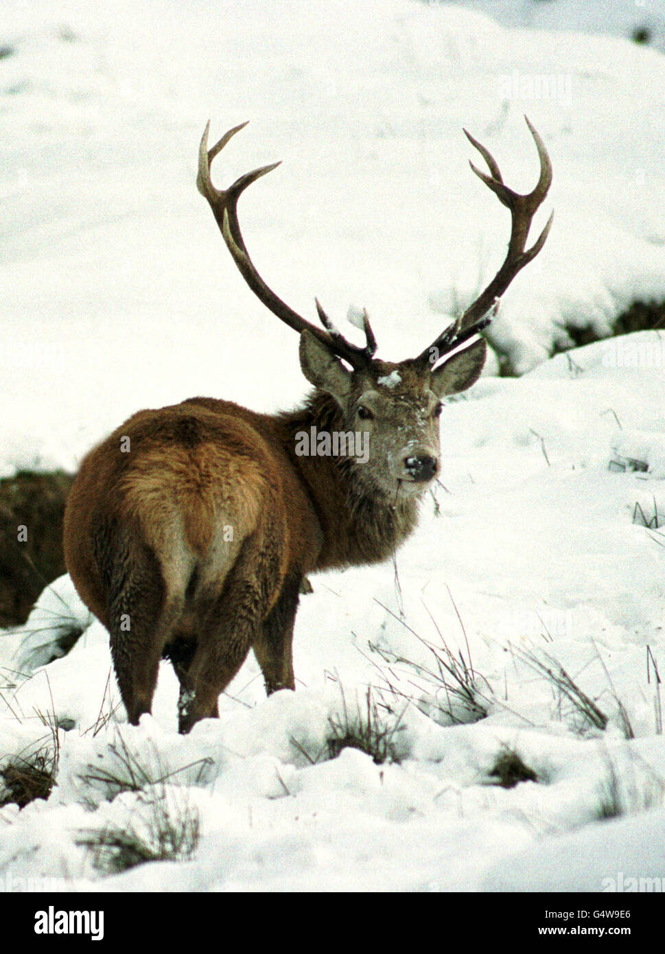Scotland Snow stag Stock Photo - Alamy