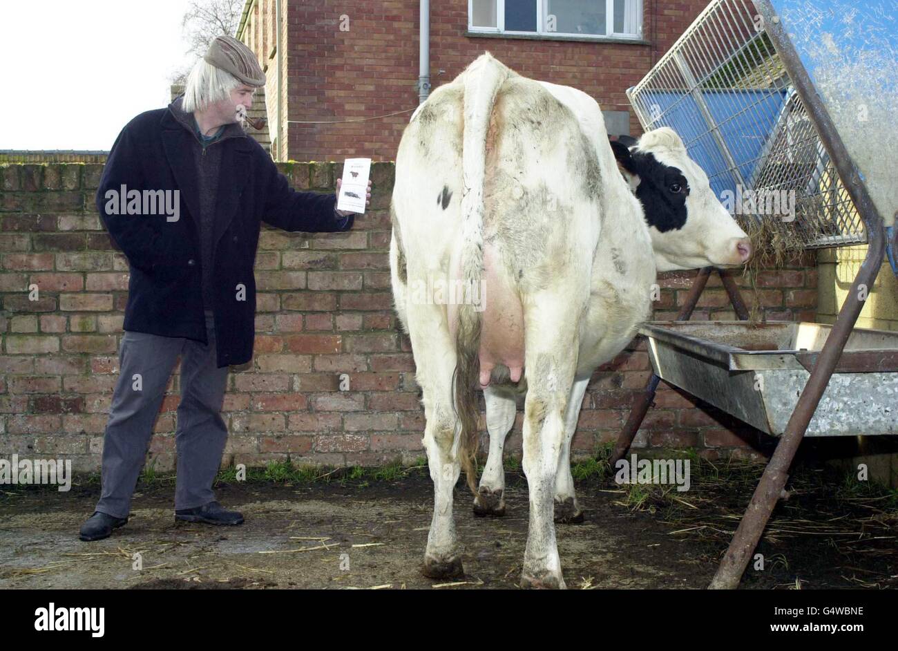 Cow card hi-res stock photography and images - Alamy