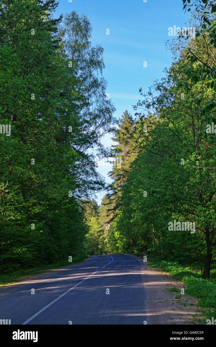 Asphalt road in the shade of the trees.The group of trees in the ...