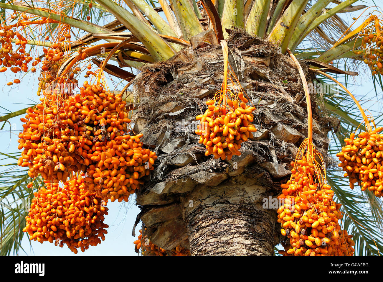 Date palm tree with dates hi-res stock photography and images - Alamy
