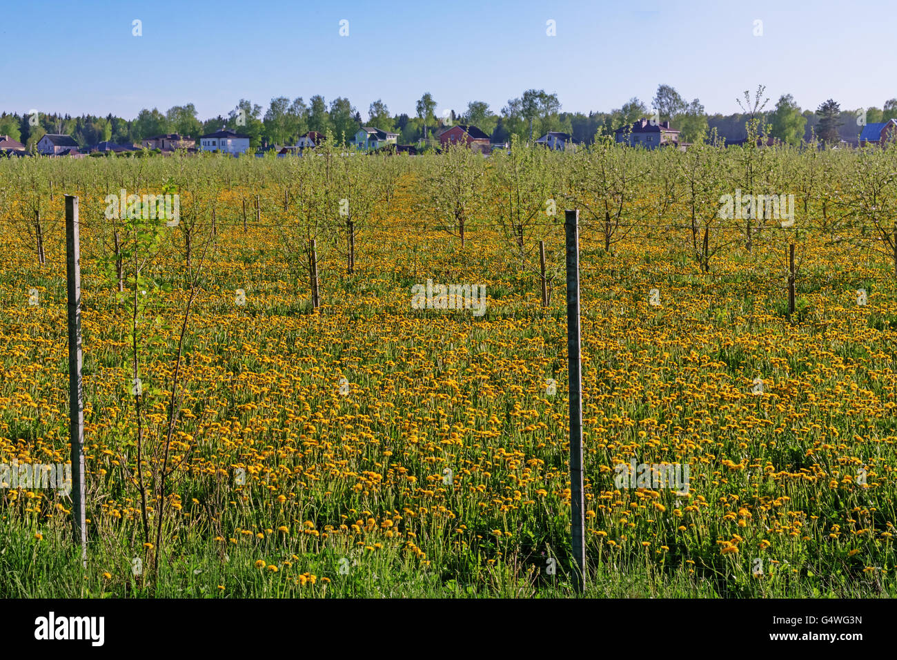 The garden is enclosed by a fence of wire mesh. Under the apple trees ...