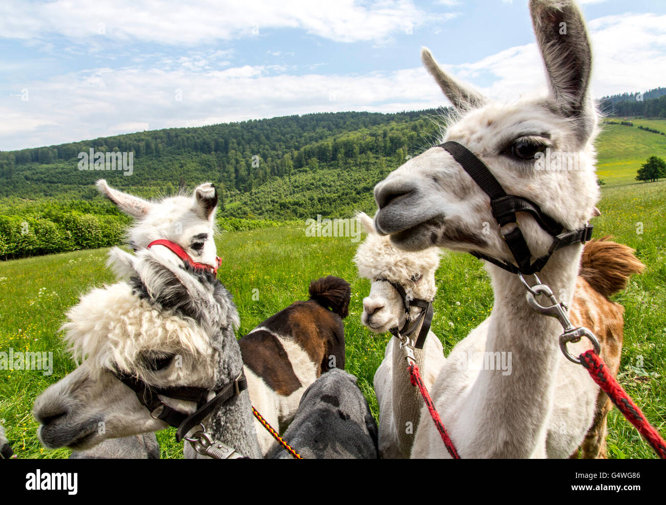 Llamas in germany hi-res stock photography and images - Alamy