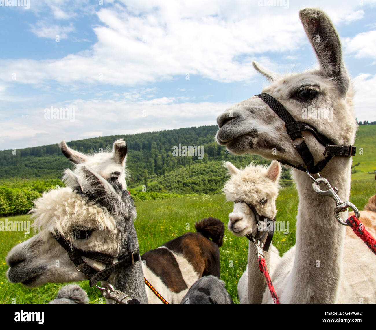 Area hiking wandern hi-res stock photography and images - Alamy