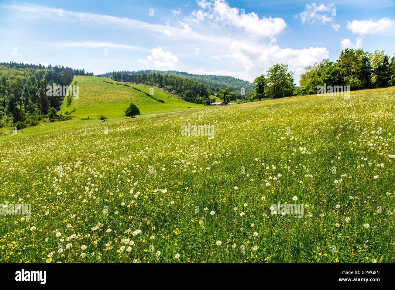 Bergwiese blumen hi-res stock photography and images - Alamy