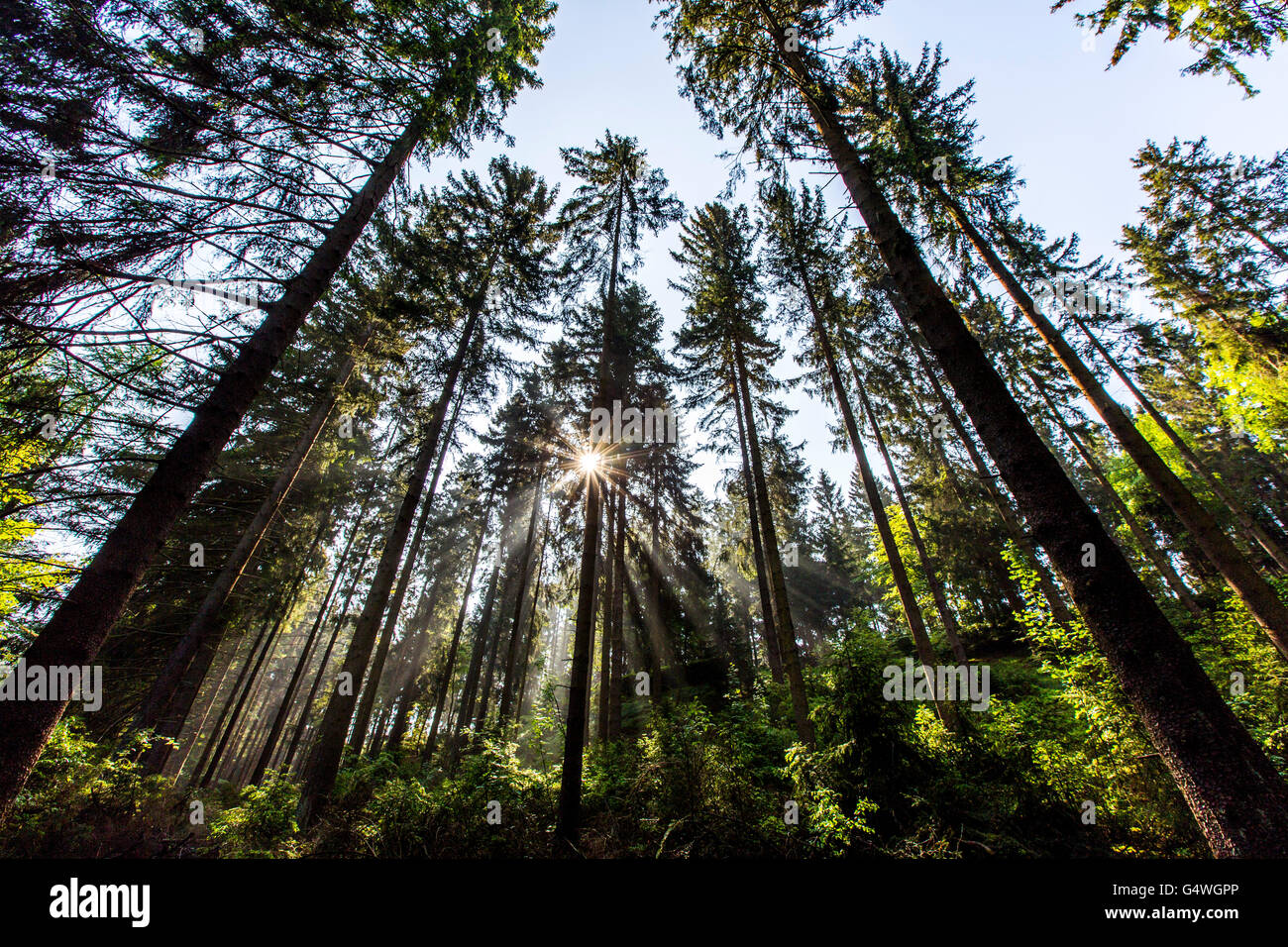 Forest, spruce, sun rays penetrate through the treetops, timberland ...