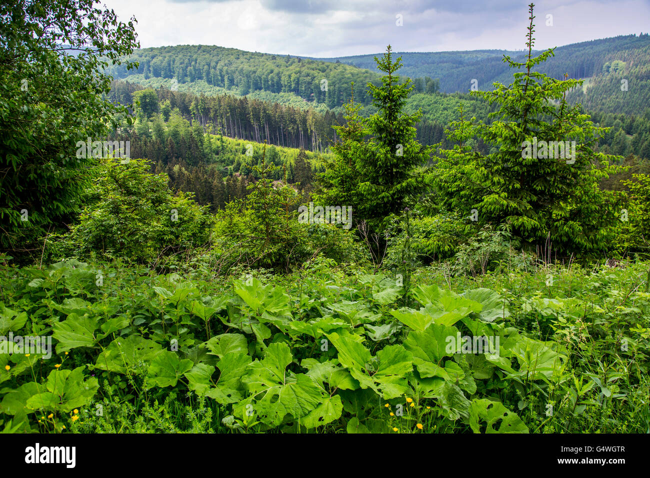 Forstwirtschaft germany hi-res stock photography and images - Alamy