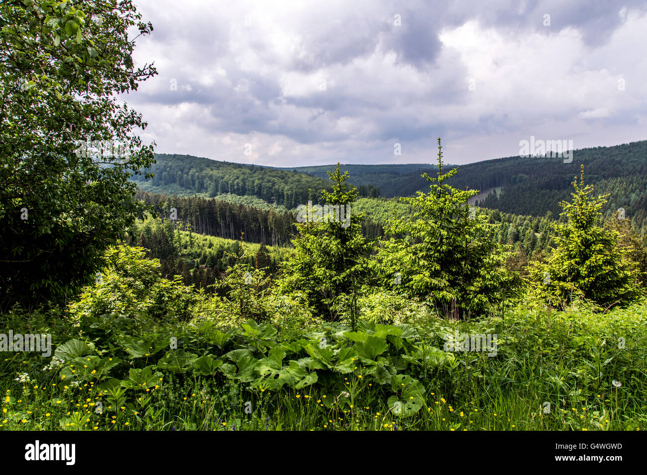 Fir timber hi-res stock photography and images - Alamy