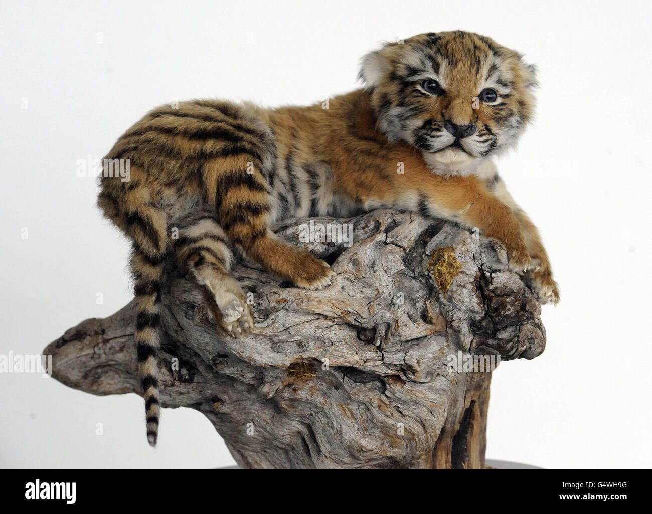 Metropolitan Wildlife Police Unit High Resolution Stock Photography and ...