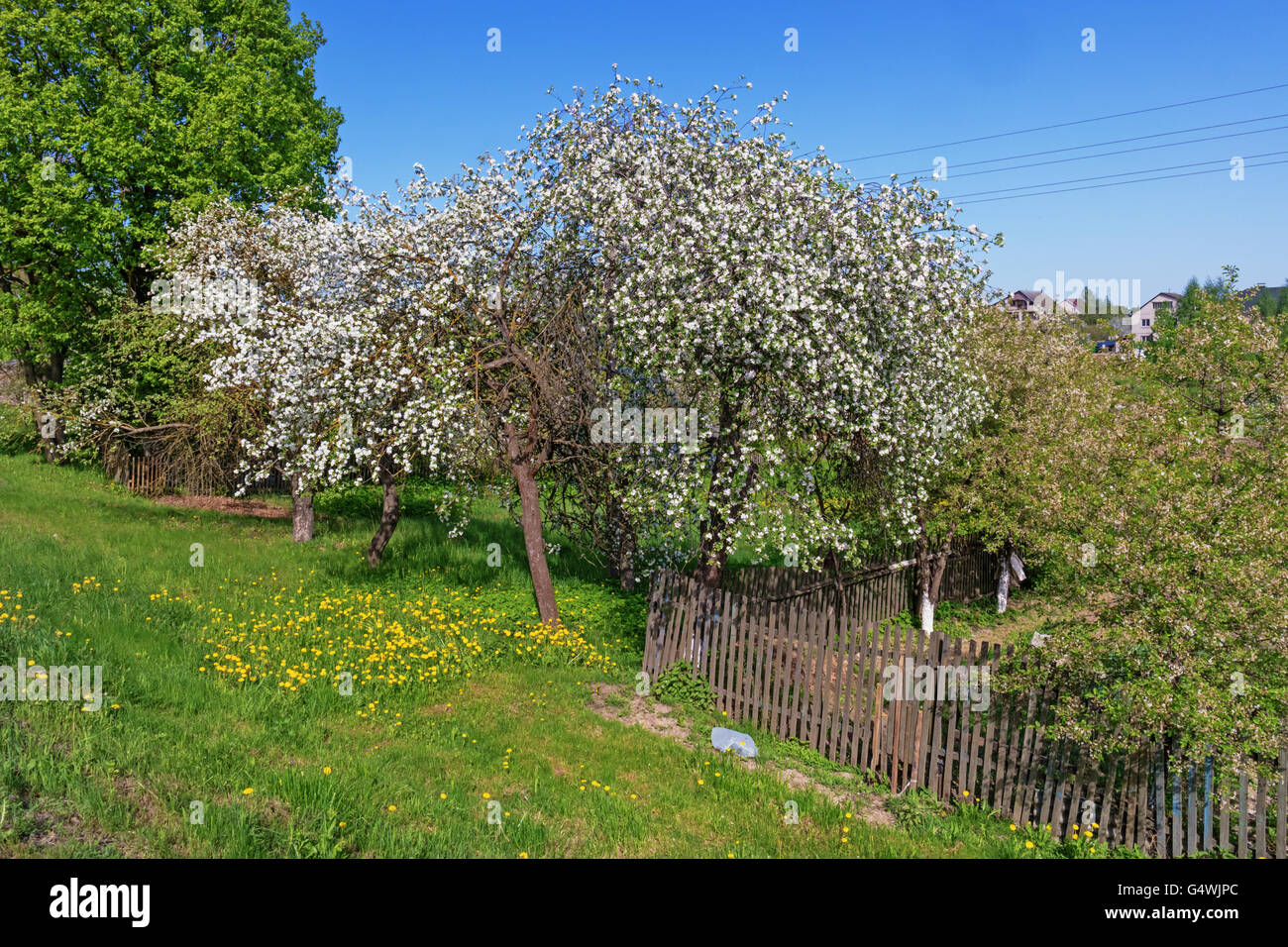 Bench on under apple tree hi-res stock photography and images - Alamy
