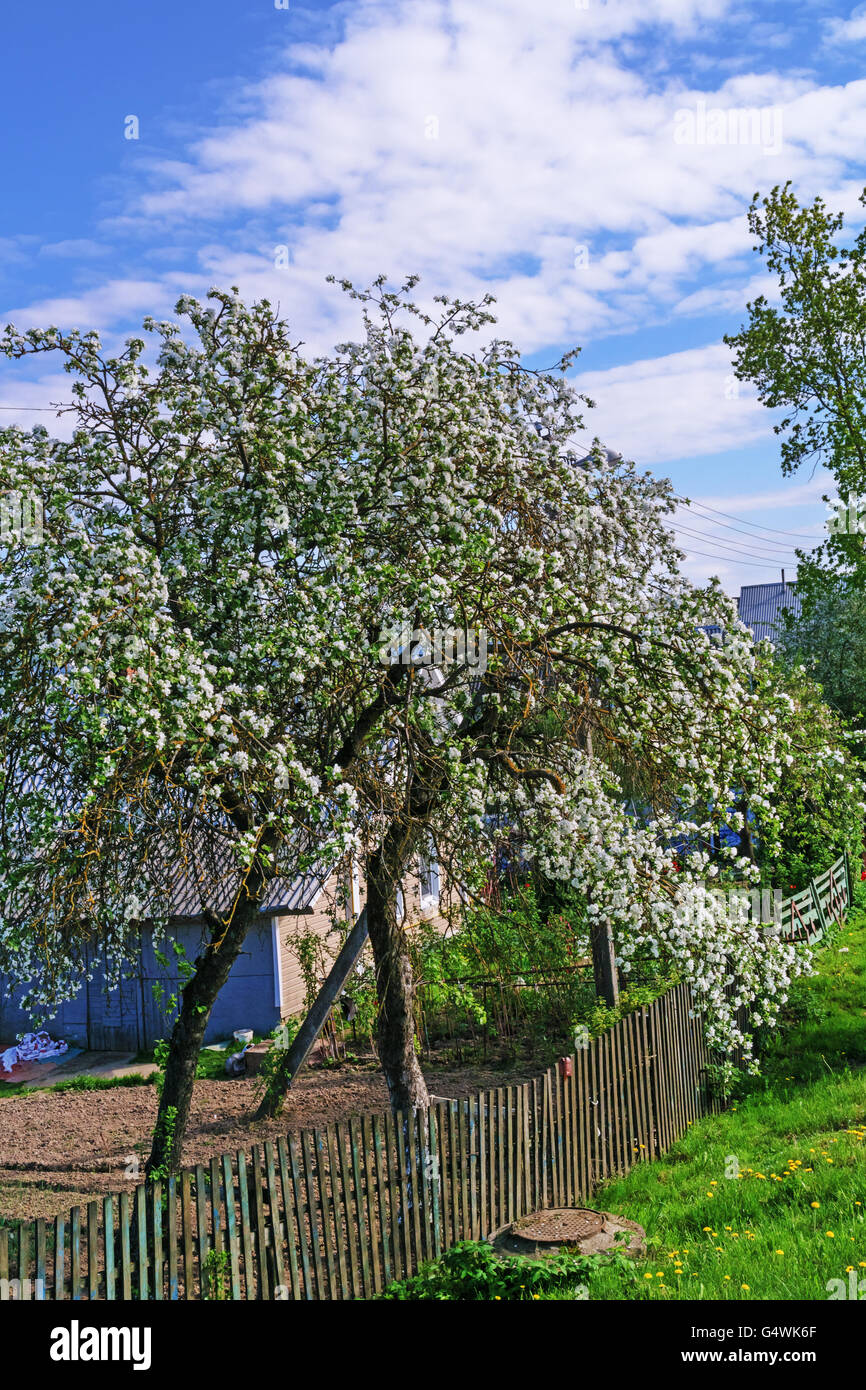 Bench on under apple tree hi-res stock photography and images - Alamy