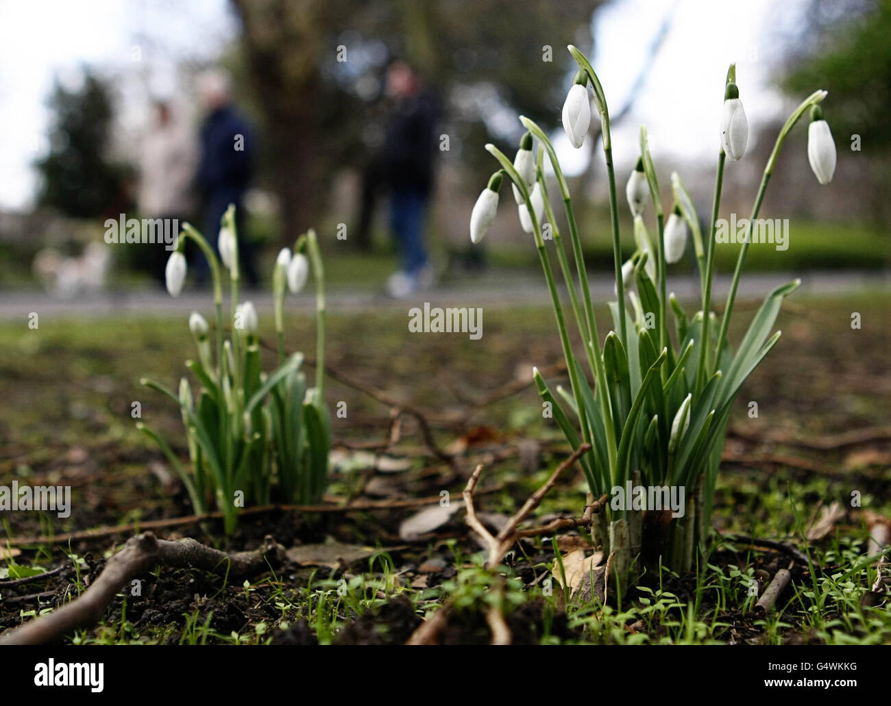 Snowdrops in St Stephens Green in Dublin on St Bridget's Day which in ...