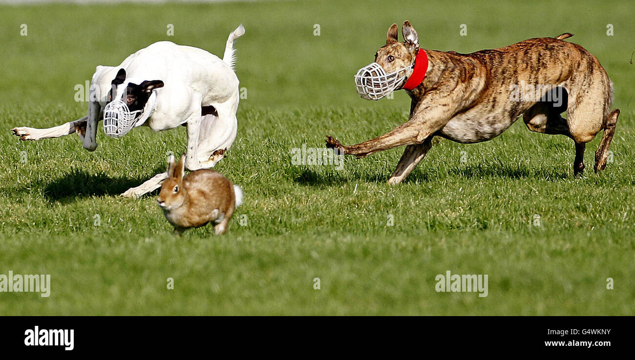 National Hare Coursing Championship Stock Photo - Alamy