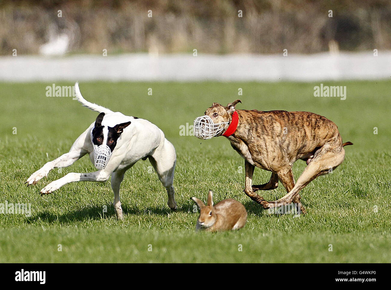 National Hare Coursing Championship Stock Photo - Alamy