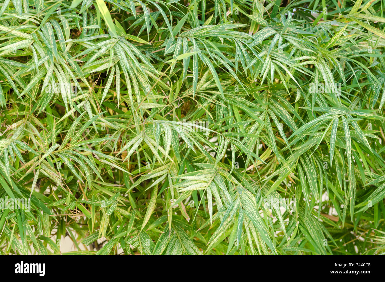 Bam background hi-res stock photography and images - Alamy