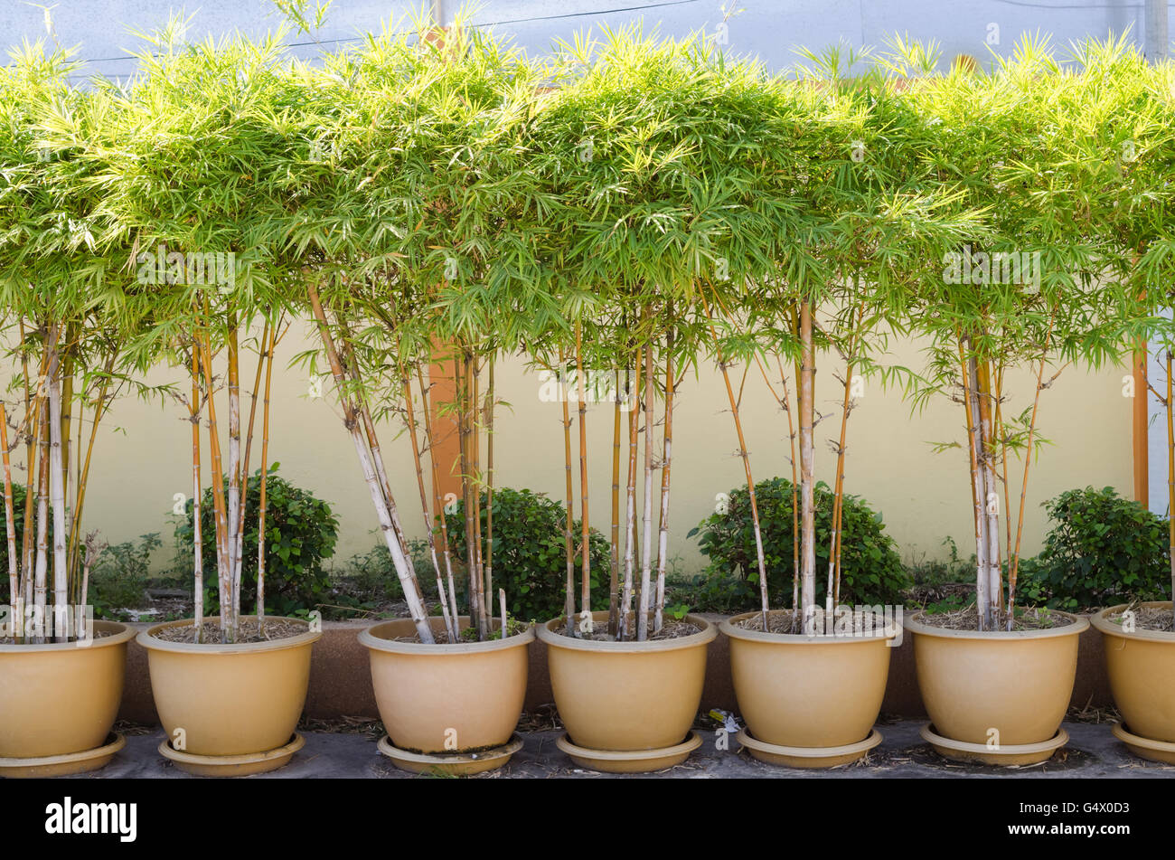 green bam boo leaves with sunlight background Stock Photo - Alamy