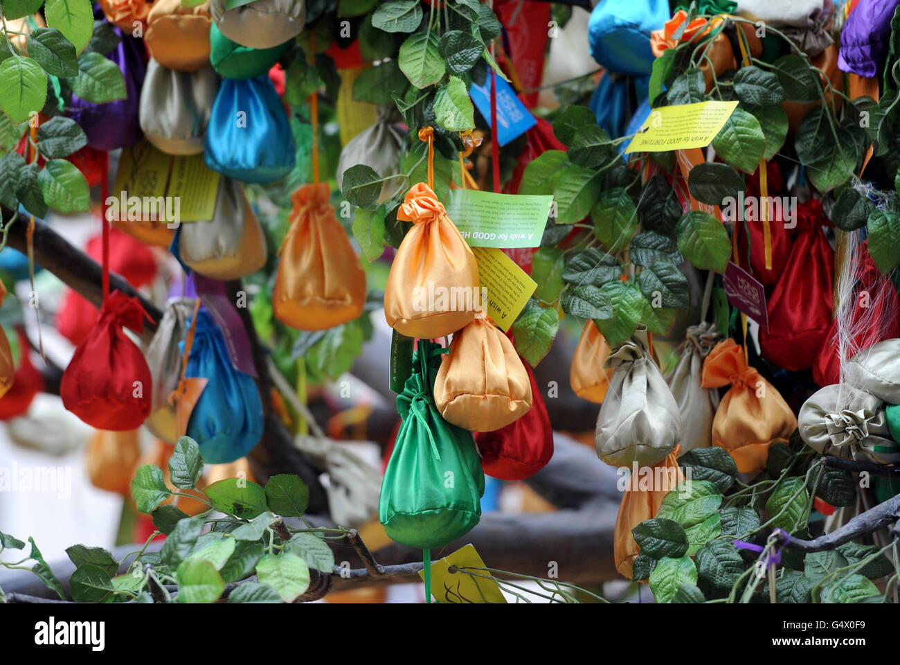 Chinese bean tree hi-res stock photography and images - Alamy