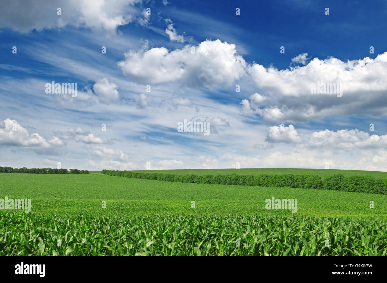 corn field and blue sky Stock Photo - Alamy