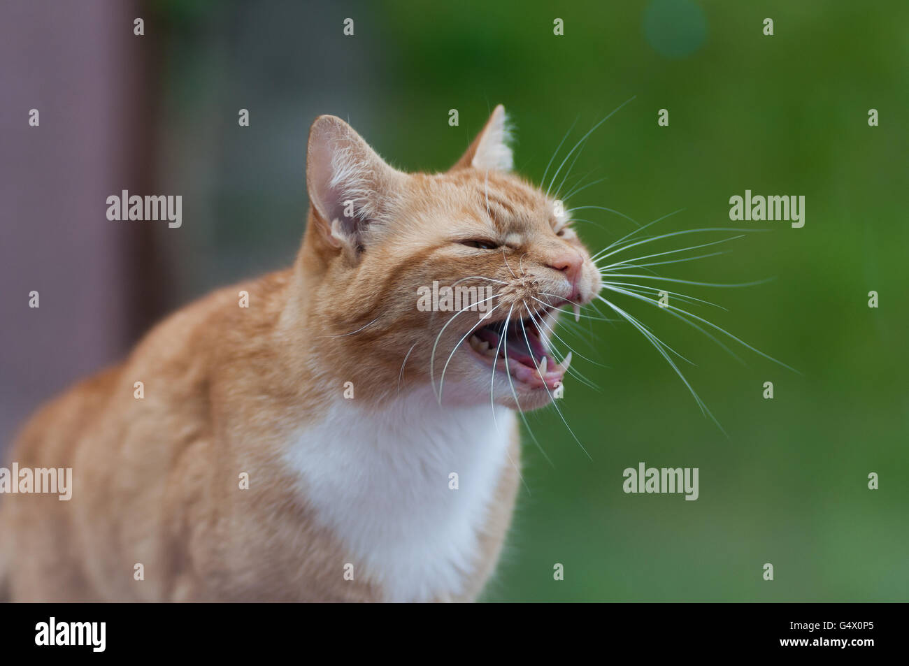Angry ginger cat hi-res stock photography and images - Alamy