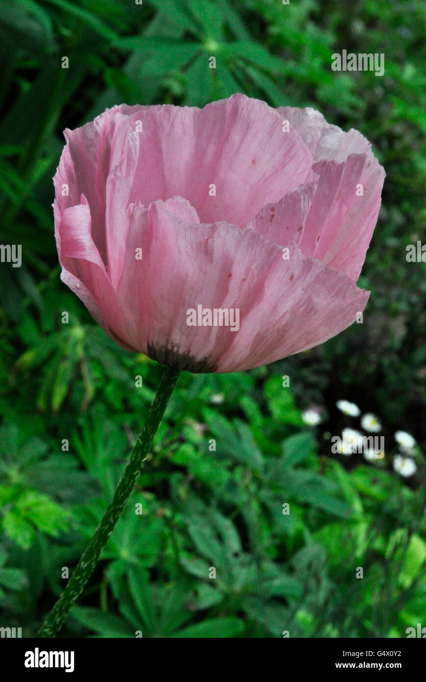 Poppy patty's plum hi-res stock photography and images - Alamy