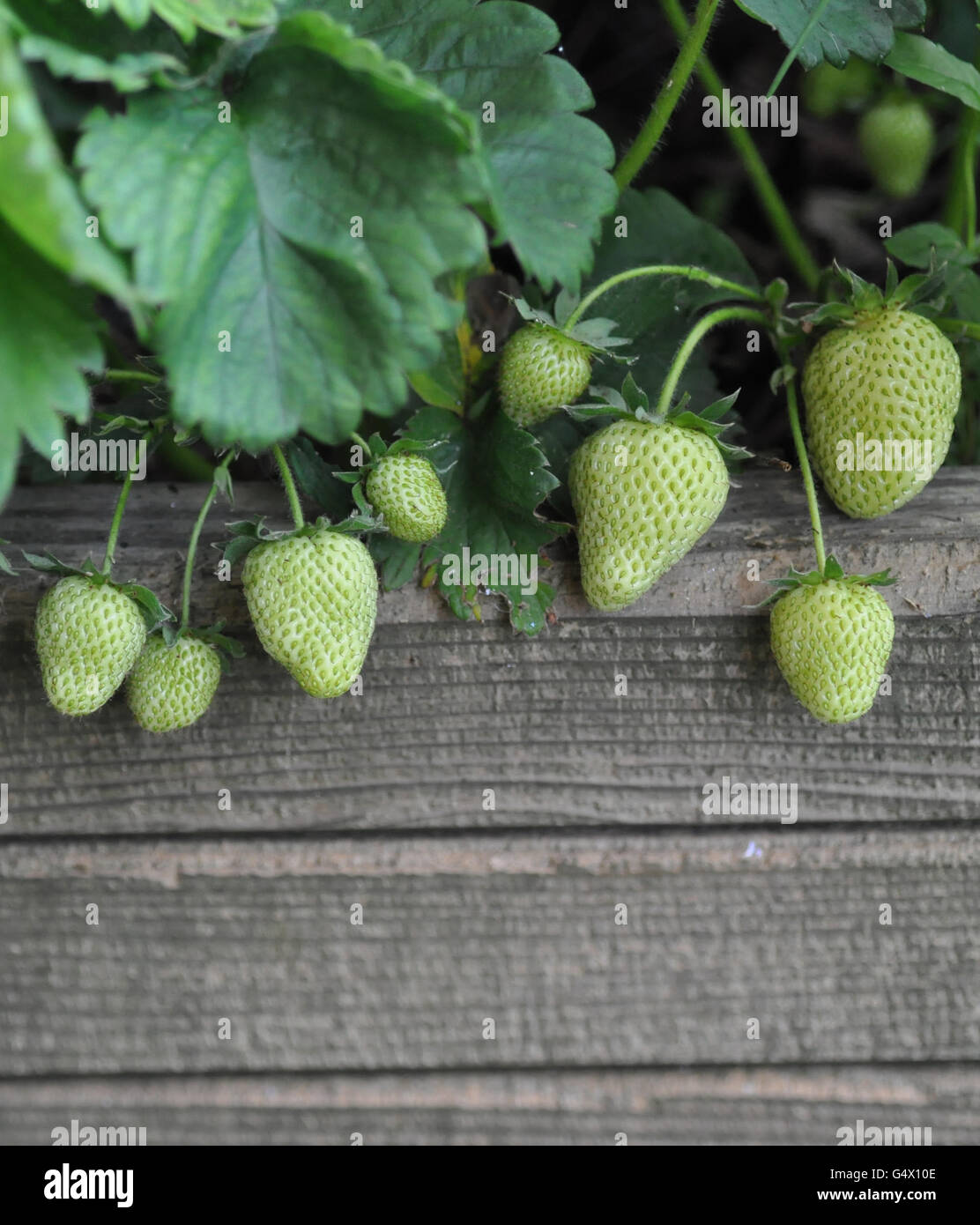 Green Strawberries