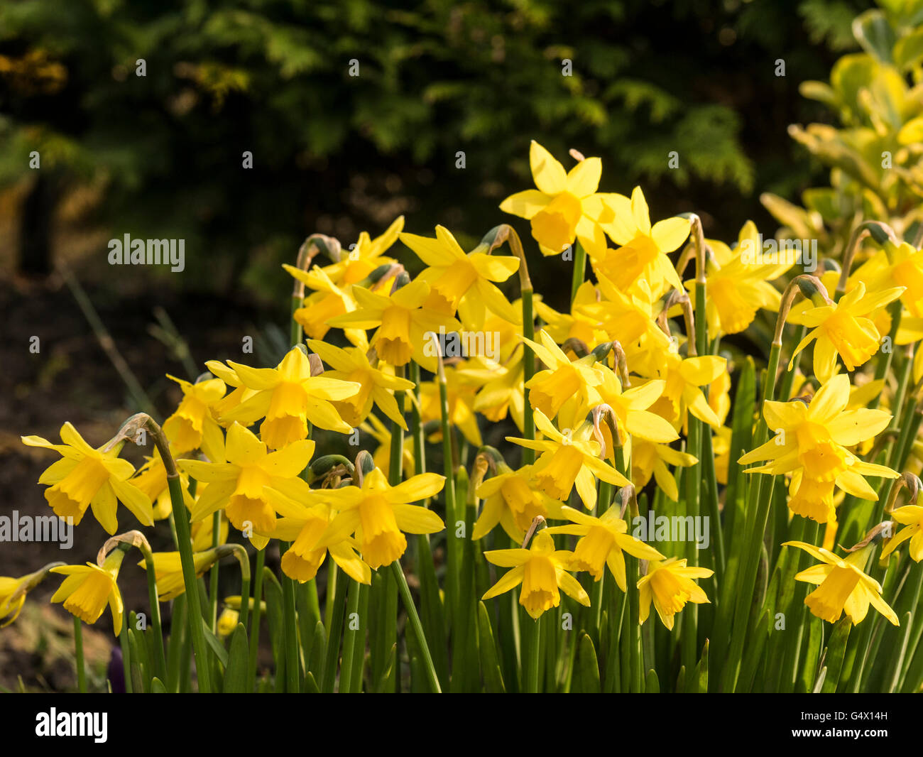 Yorkshire daffodils hi-res stock photography and images - Alamy