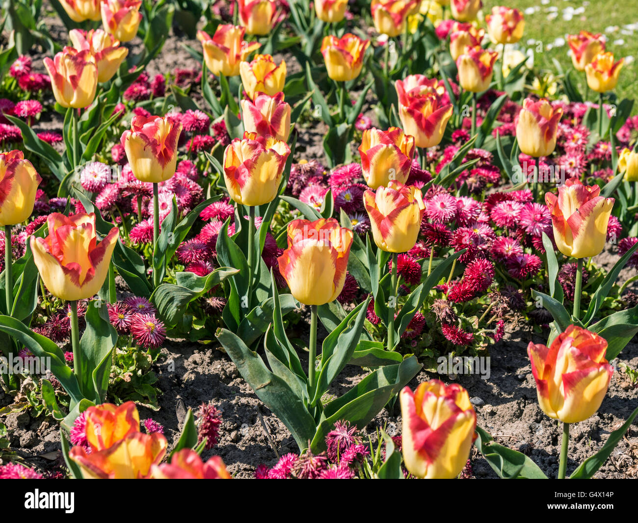 Double daisies hi-res stock photography and images - Alamy