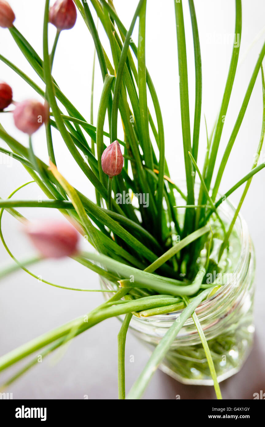 Chives buds hi-res stock photography and images - Alamy