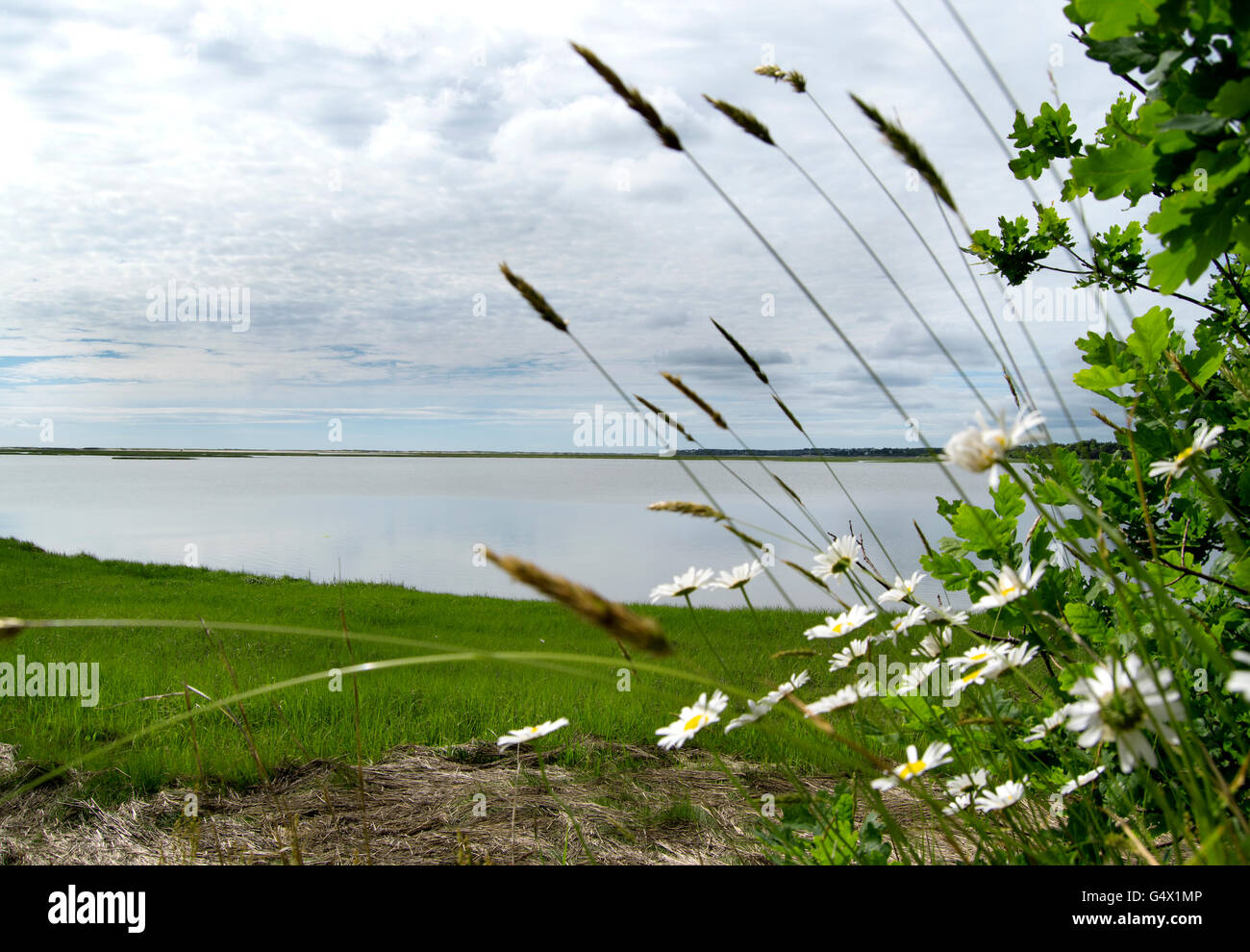 Cape cod national seashore flowers hi-res stock photography and images ...