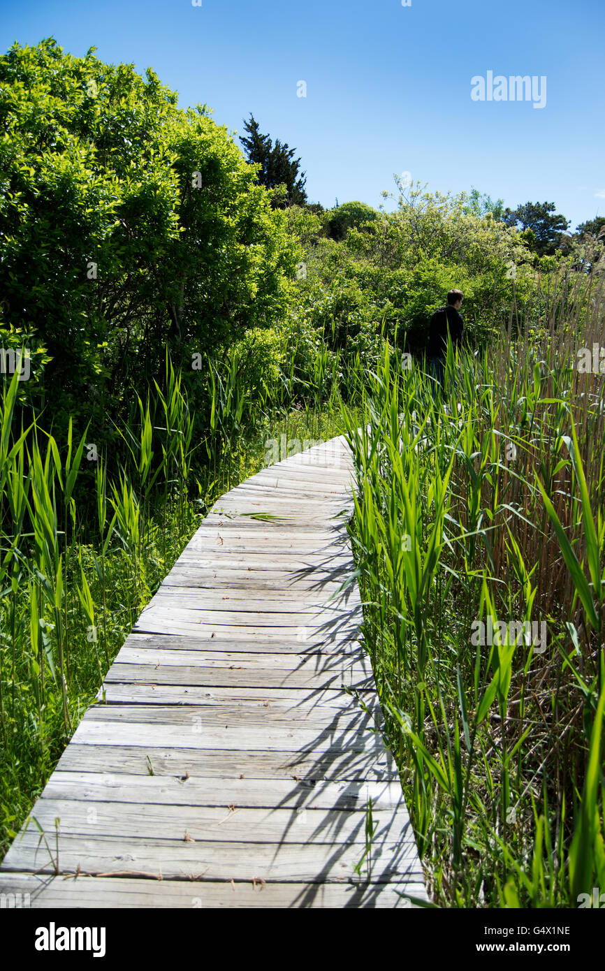 Marsh grass cape cod hi-res stock photography and images - Alamy