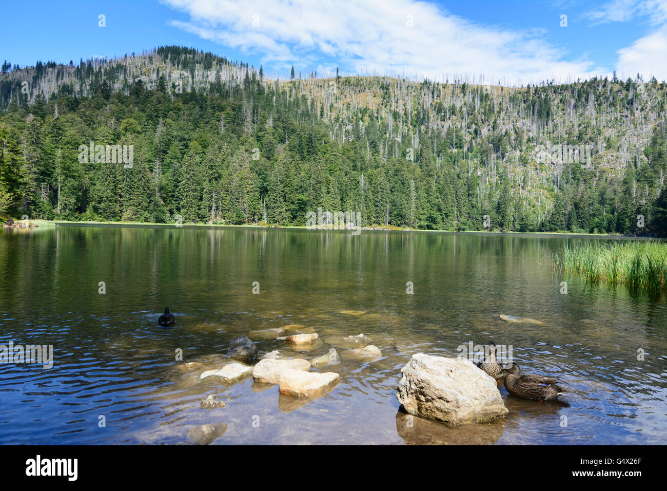lake Rachelsee, ducks, Nationalpark Bayerischer Wald, Bavarian Forest ...