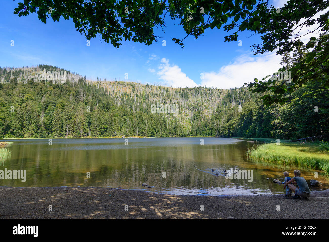 lake Rachelsee, ducks, Nationalpark Bayerischer Wald, Bavarian Forest ...