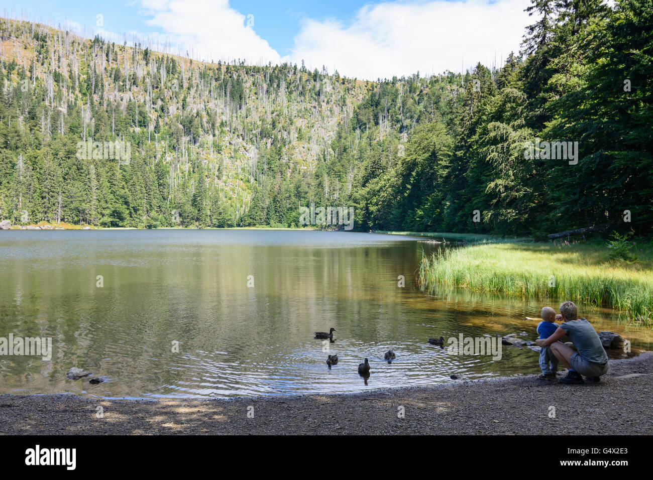 lake Rachelsee, ducks, Nationalpark Bayerischer Wald, Bavarian Forest ...