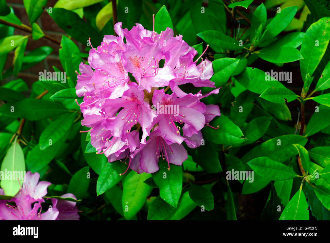 Yellow dwarf azalea hi-res stock photography and images - Alamy