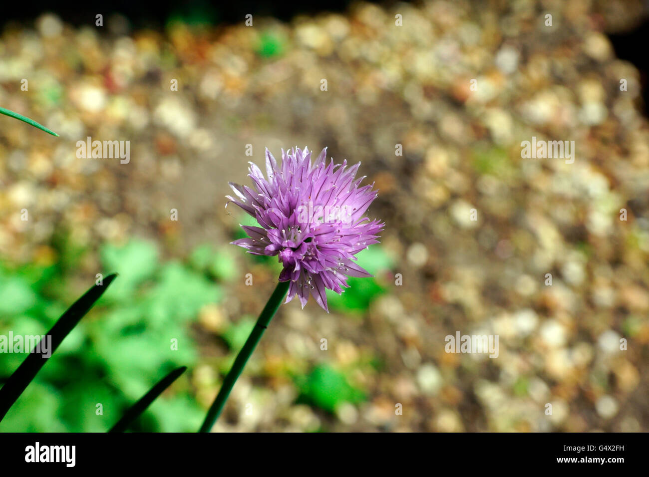 CHIVES IN FLOWER Stock Photo - Alamy