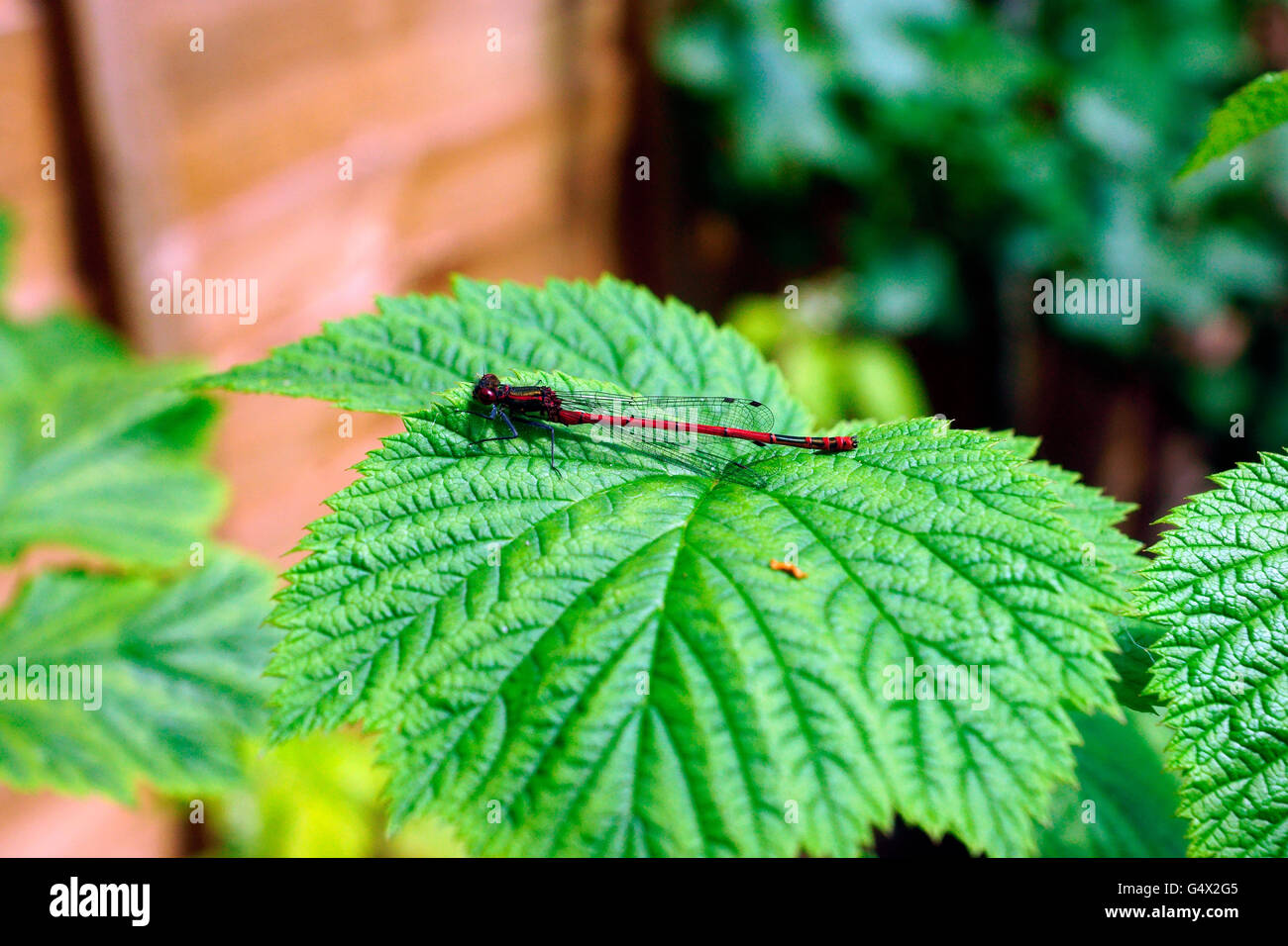 LARGE RED ON RASPBERRY LEAF Stock Photo - Alamy