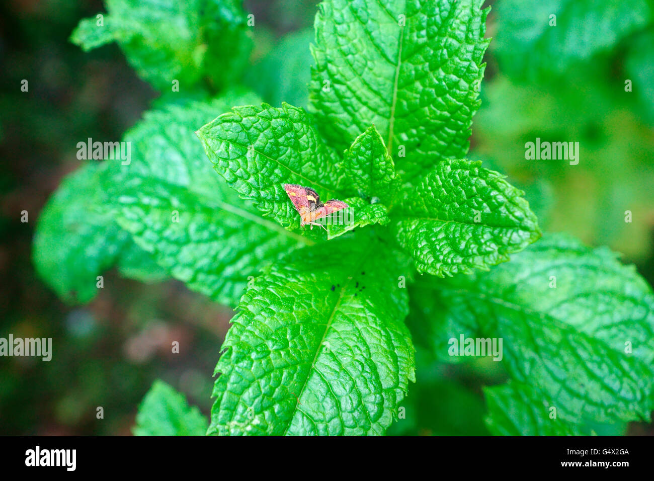 MINT MOTH ON TOP OF A SPRIG OF MINT Stock Photo - Alamy