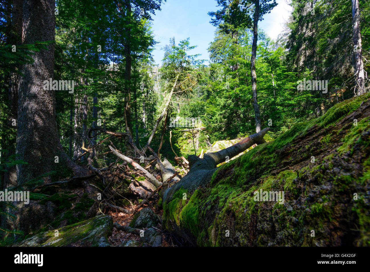 Forest with fallen trees, Nationalpark Bayerischer Wald, Bavarian ...