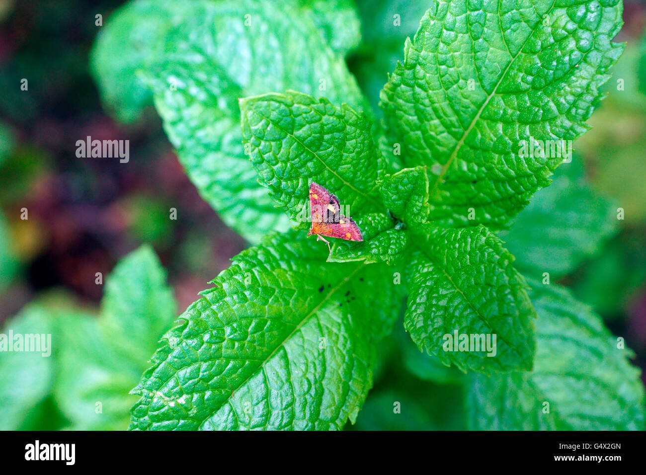 MINT MOTH ON TOP OF THE HERB MINT Stock Photo - Alamy
